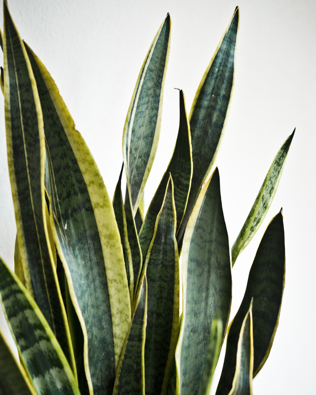 PLANT CARE – Plants By Yours Truly